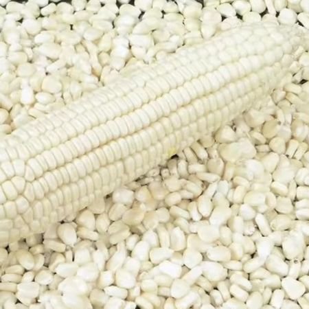 Whole White Corn | Dried Maize - Visagie Agro Trading Limited