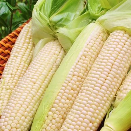 Whole White Corn | Dried Maize - Visagie Agro Trading Limited