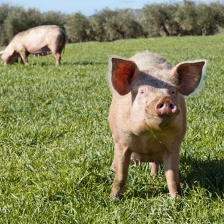 Welsh Swine - Visagie Agro Trading Limited